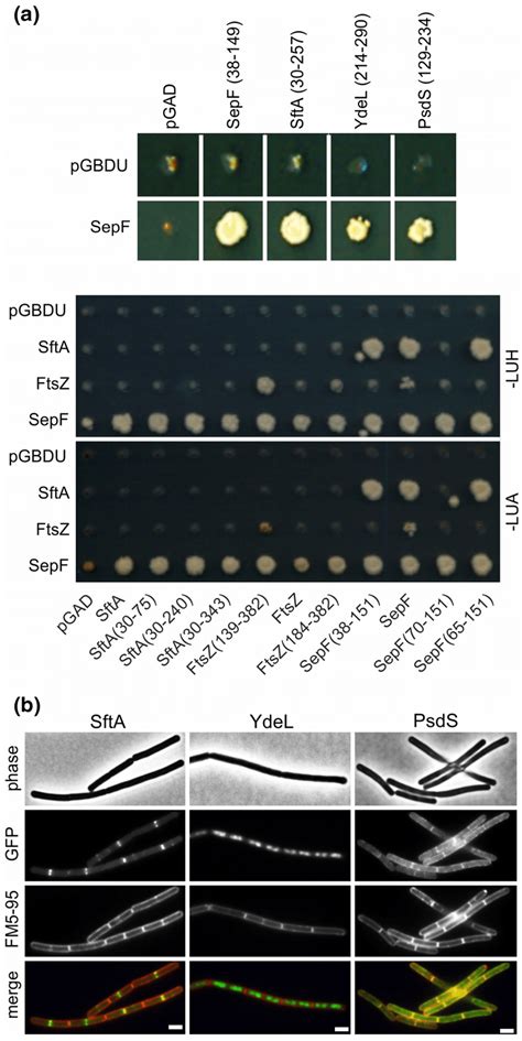 Yeast Two‐hybrid Screening A Yeast Two‐hybrid Result Showing Diploid