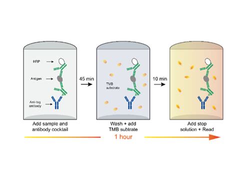 A New Breakthrough In Immunoglobulin Detection Precise Quantification