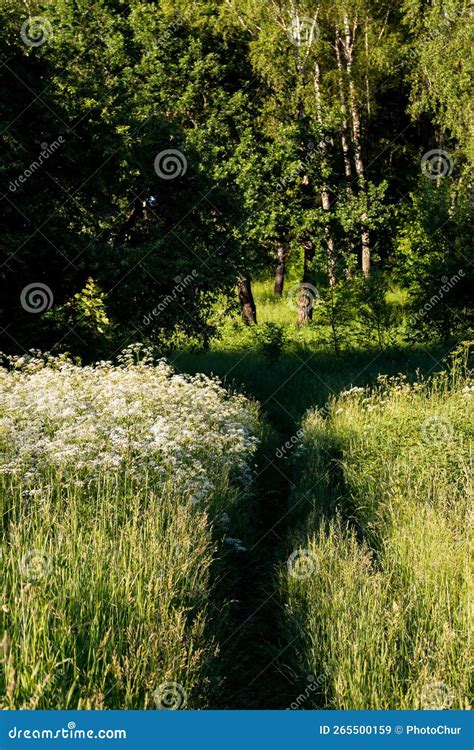Trampled Footpath Through Thickets Of Tall Grass On A Floodplain Meadow