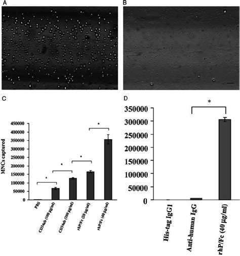 Capture Of Bone Marrow Mncs On The Inner Surface Of The Flow Device