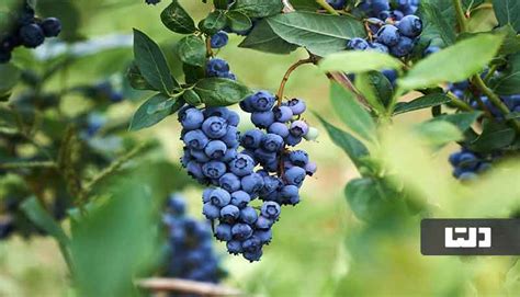 شهر بلوبری ایران کجاست