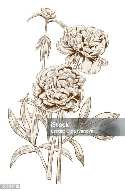 모란의 꽃다발 갈색 흑백 꽃 새싹 줄기 잎에 흰색 배경 식물 그림 벡터 디자인 빈티지 스타일 디지털 무승부에 대 한 꽃 식물에