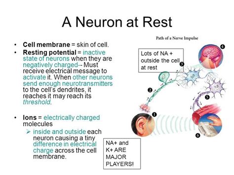 Resting Potential