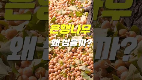 냄새나는 은행나무 심는 이유 Youtube