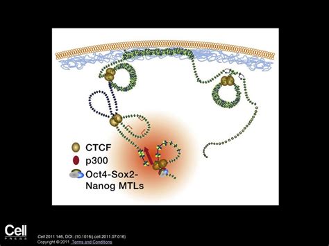 chromatin organization ppt download
