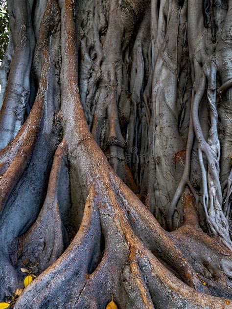 Old Trees With Roots Above The Ground Stock Image Image Of Fantasy Nature