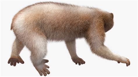 Bangka Slow Loris Fur Model Turbosquid 2141551