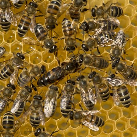What Happens When The Queen Bee Dies Backyard Beekeeping