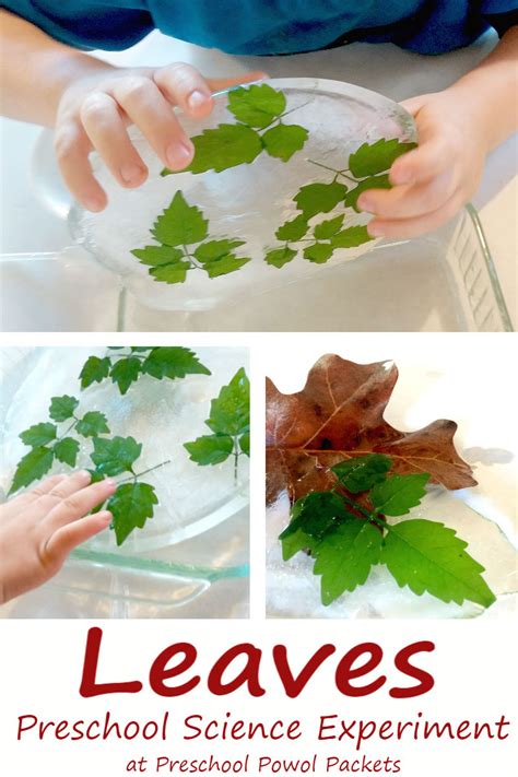 Preschool Leaf Science Experiment Preschool Powol Packets
