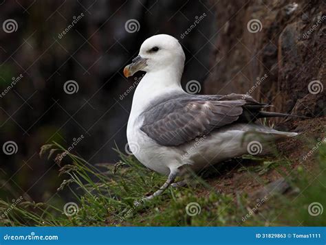 Seagull Wildlife Nest Stock Image Image Of Beautiful 31829863