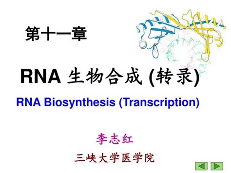 PPT RNA Biosynthesis Transcription PowerPoint Presentation Free Download ID