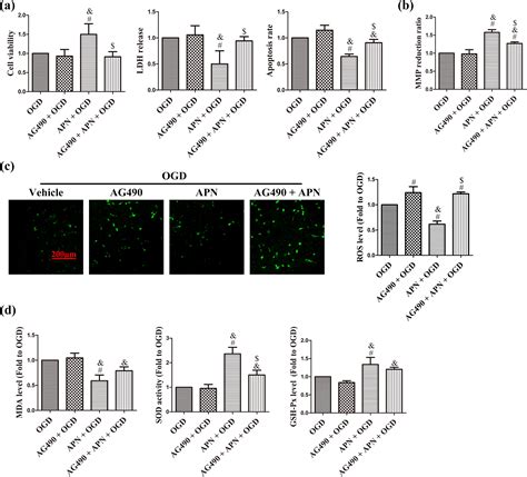 Adiponectin Attenuates OxygenGlucose Deprivation Induced Mitochondrial