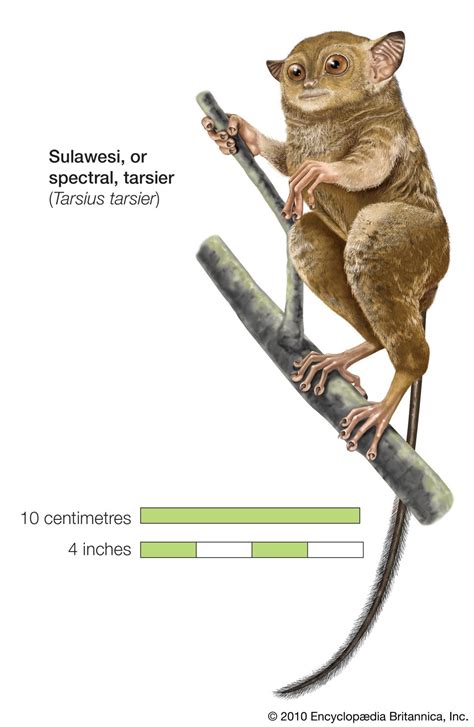 Afropithecus Fossil Primate Genus Britannica