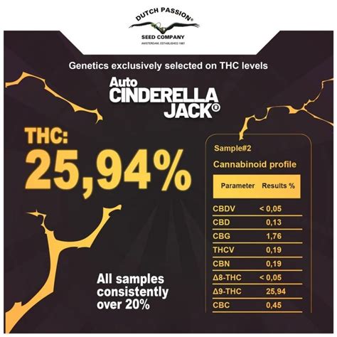 Cinderella Jack Autoflower Dutch Passion Seeds