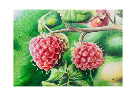 树莓怎么画黑莓怎么画大山谷图库