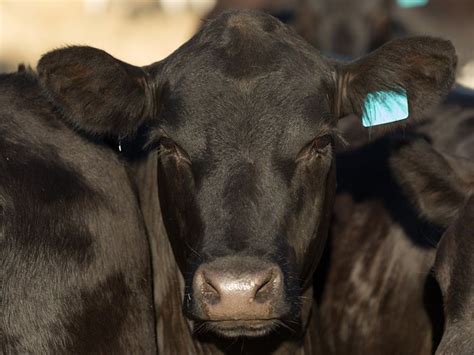 Cattle Fly Prevention Fly Control Made Easy Wilco Farm Stores