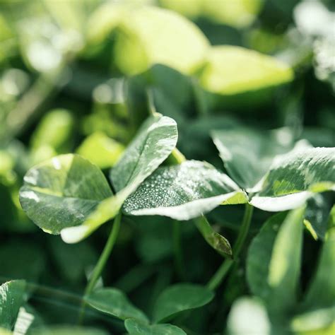 Kura Clover Plants Information And Uses Homegardeningweb
