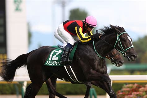 【2024 新潟2歳s】鮮烈なデビューを飾ったコートアリシアンが参戦！出走馬＆騎手一覧！ 競馬ジャッジ