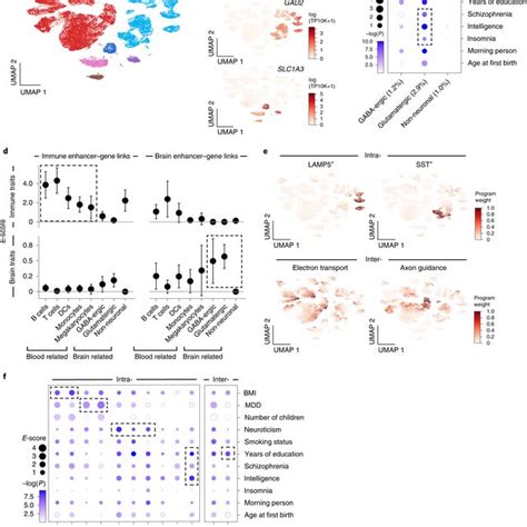 Linking Neuron Cell Subsets And Cellular Processes To Brain Related