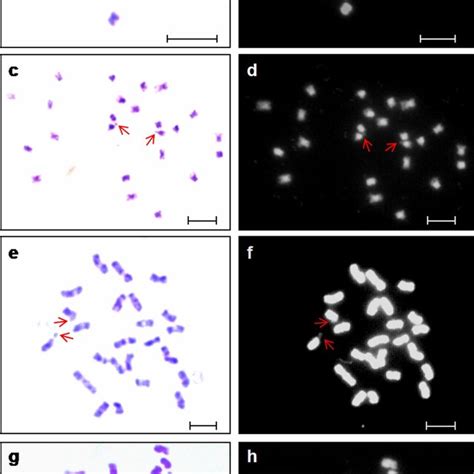 A H Giemsa And Dapi Stained Somatic Metaphase Plates Of Four Diploid Download Scientific