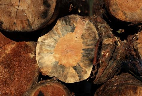 Beetle Kill Pine Qanda Sustainable Lumber Company