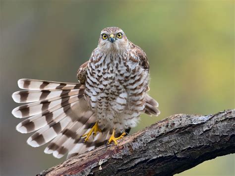 Sparrowhawk Bird Facts Accipiter Nisus Birdfact