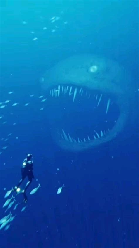 Short Thalassophobia Animations Made By Lights Are Off Scary Sea