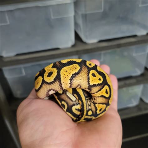 Pastel Yb Ball Python By Zander Zone Reptiles Morphmarket