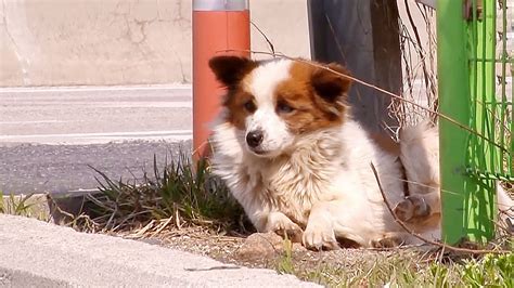 殘疾狗狗被主人遺棄卻依舊守在原地等待一年，老天不讓毛孩子說話是為了告訴人們愛與忠誠需要用行動表達 Youtube
