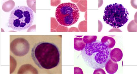 Leukocytes Diagram Quizlet