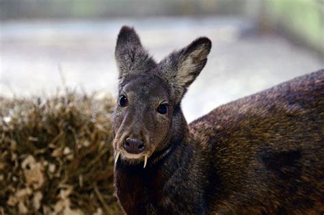 The Kashmir Musk Deer Hasnt Been Seen In 60 Years In Afghanistan As