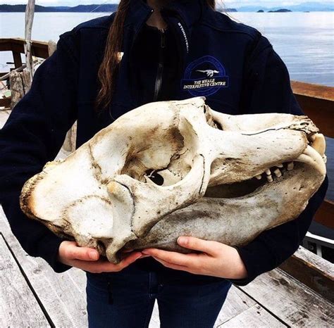 The Whale Interpretive Centre Telegraph Cove British Columbia North