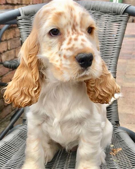 Orange Cocker Spaniel Puppies Pupherd