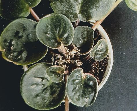 Insect And Mite Pests African Violet Society Of America