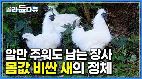 성격마저 까다로운 몸값 비싼 놈 중국에서 봉황이라 불린다는 귀한 새의 정체｜황제 보양식 백봉 오골계 10만 마리 키우는 농장｜극한직업｜ 골라듄다큐 Youtube