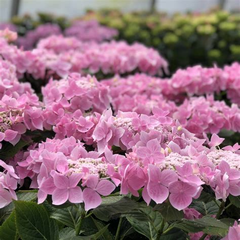 Lets Dance® Starlight Hydrangea Garden Crossings