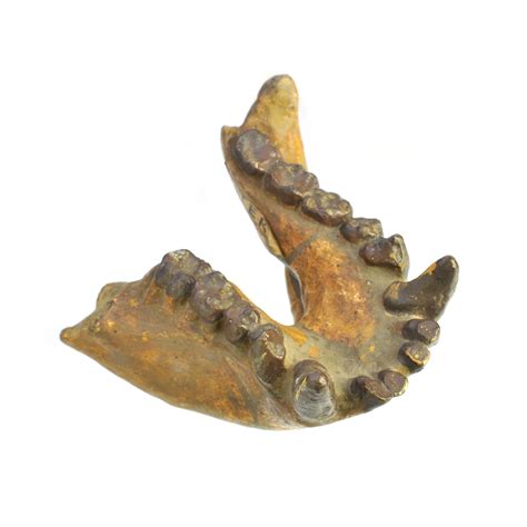 Abguss Dryopithecus Fontani Mandibel C321