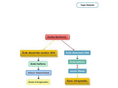 Àcidos Nucleìcos Mind Map