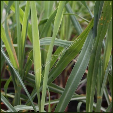 Buy Lemon Grass Cymbopogon Citratus From Norfolk Herbs