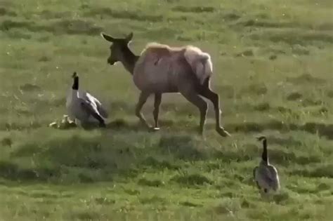 ببینید ویدویی تکان‌دهنده از بلعیدن جوجه مرغابی توسط گوزن ماده؛ تلاش