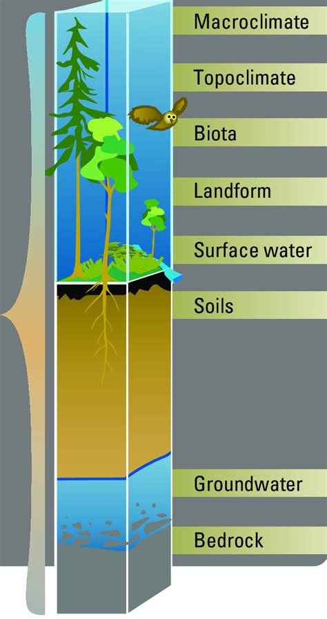 The Vertical Structure Of An Ecosystem Showing The Spatial Integration Download Scientific