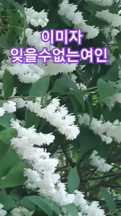 눈부시게 하얀 만첩빈도리꽃이 그리운 사람을 생각나게 하네요 Youtube
