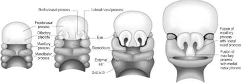 Craniofacial Anatomy And Embryology Pocket Dentistry