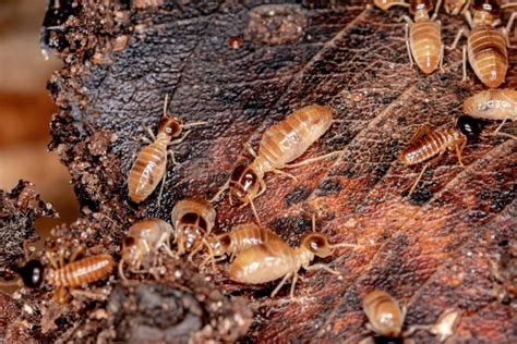 Is Your Home Safe From Termites