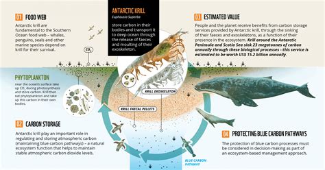 Illustrating The Life Giving Role Of The Tiny Krill