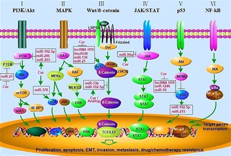 Frontiers In Oncology