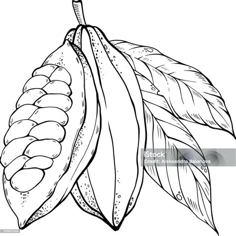 Vector Clip Art Of Cocoa Bean And Half Cocoa Bean Cocoa Beans