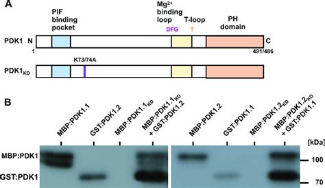 Pdk1 In Vitro Kinase Assays A Cartoon Outlining The Domain Structure