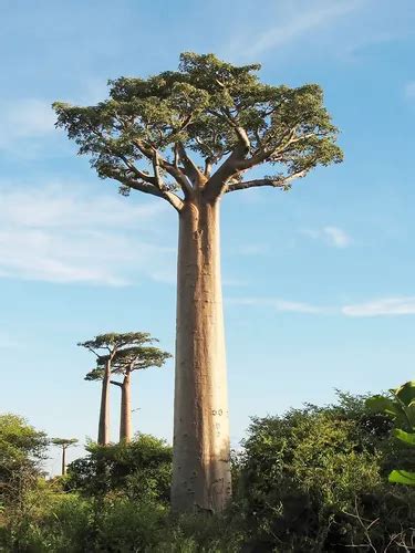 10 Semillas Exótico Árbol Baobad Africano Mercadolibre