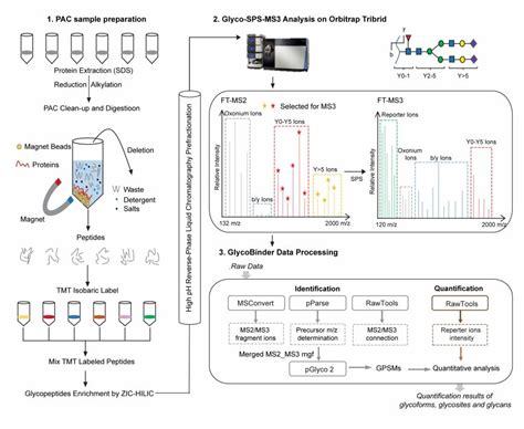 News In Proteomics Research It S Glycoproteomics Week Sugarquant Ms